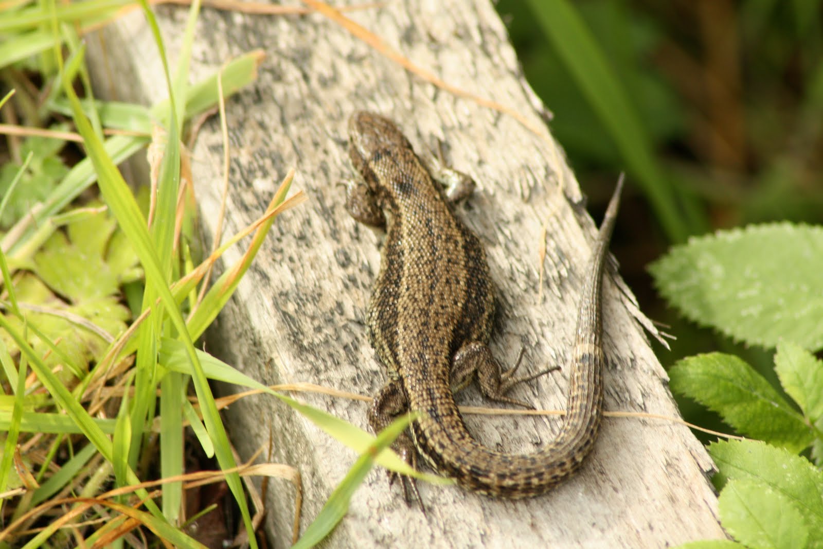 Wild and Wonderful: August 2010