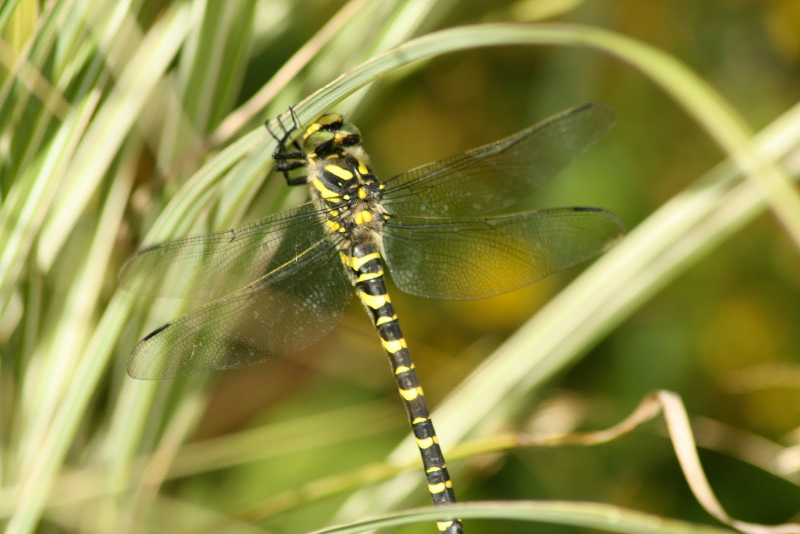 Wild and Wonderful: Dragonflies (2): Golden-ringed Dragonfly