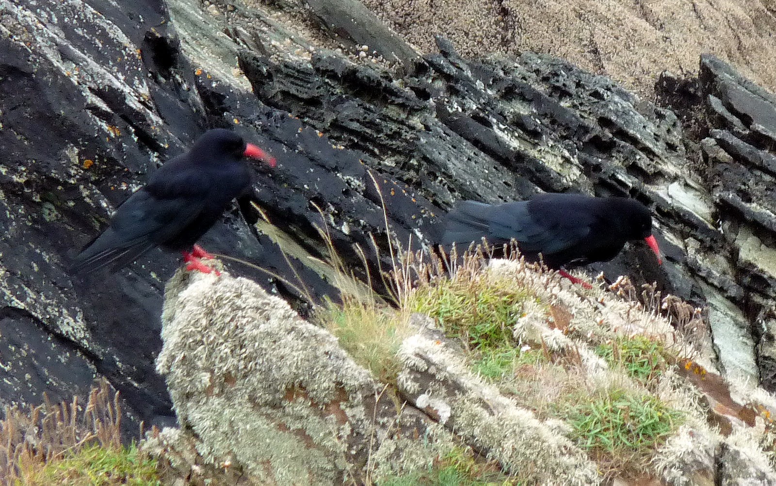 Wild and Wonderful: Beautiful Birds (7): Chuffed - or Choughed - to Bits!