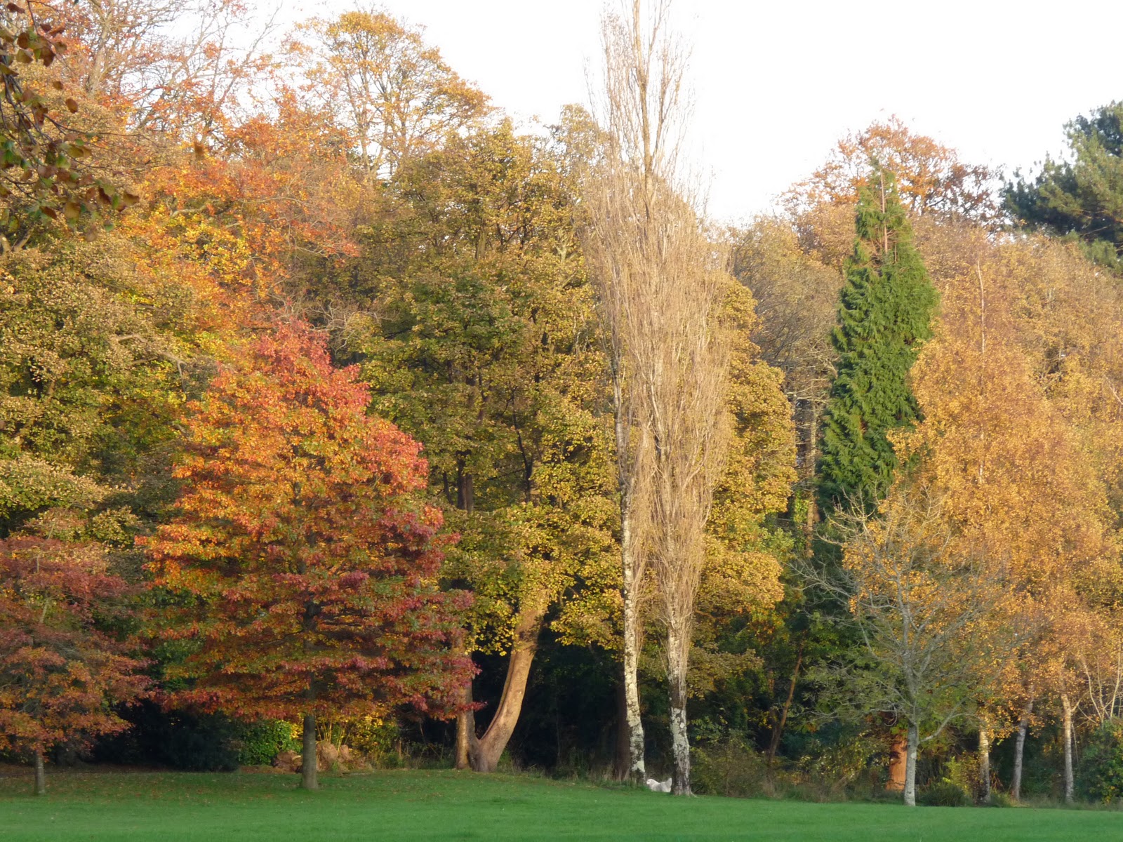 Wild and Wonderful: Seasonal Splash (1): The Fall of Autumn Leaves