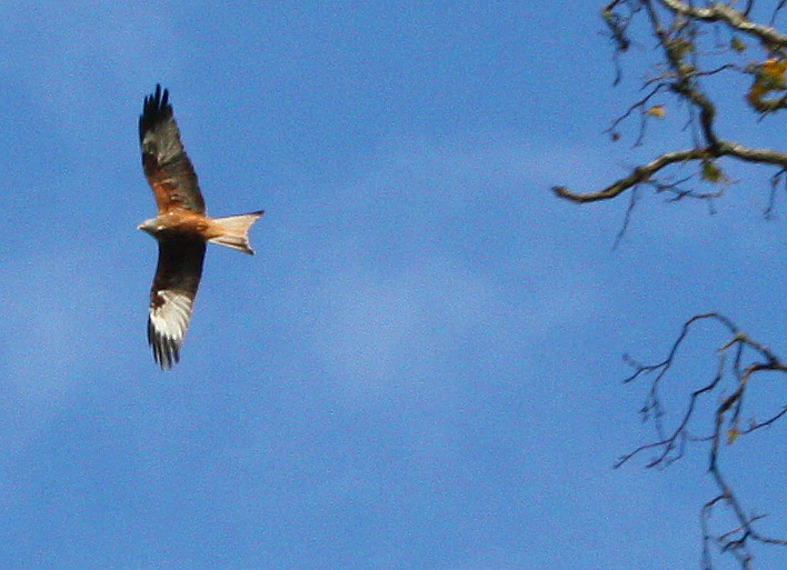 Wild and Wonderful: November 2010