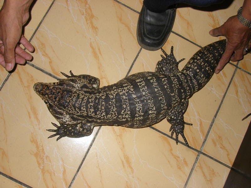 jenis jenis tokek: Tokek Batu