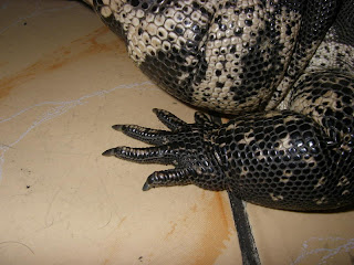 jenis jenis tokek: Tokek Batu