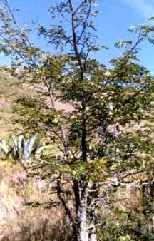 TARA PERÚ: Uso de la TARA