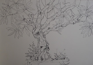 Birds and Trees: The Chafo, Chafa, Champa, Frangipani