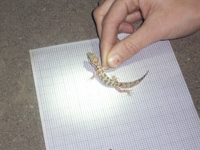 ANIMALES PERUANOS EN PELIGRO DE EXTINCIÓN: Proyecto Gecko de Lima