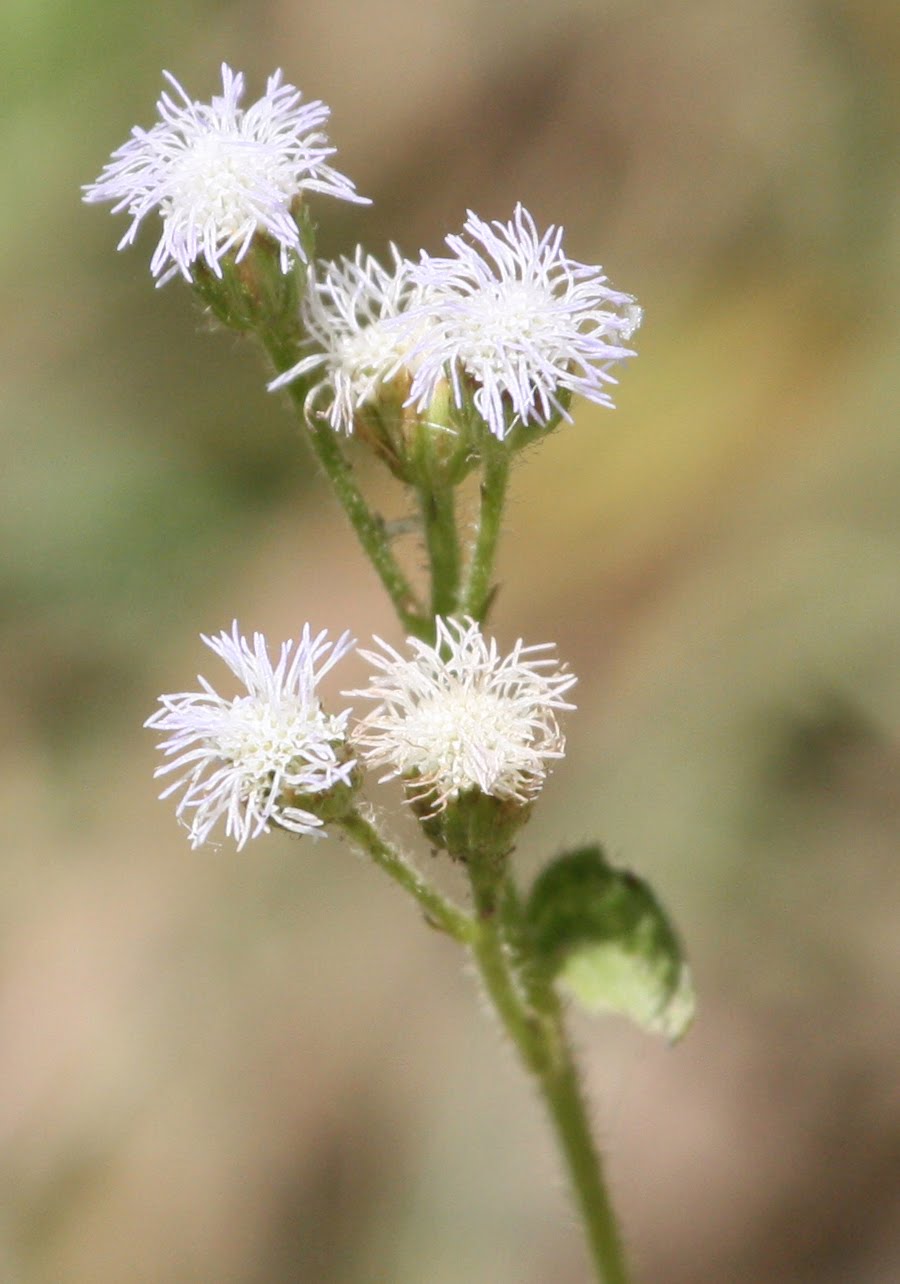 Plants in Egypt: Flowers of the Nile valley