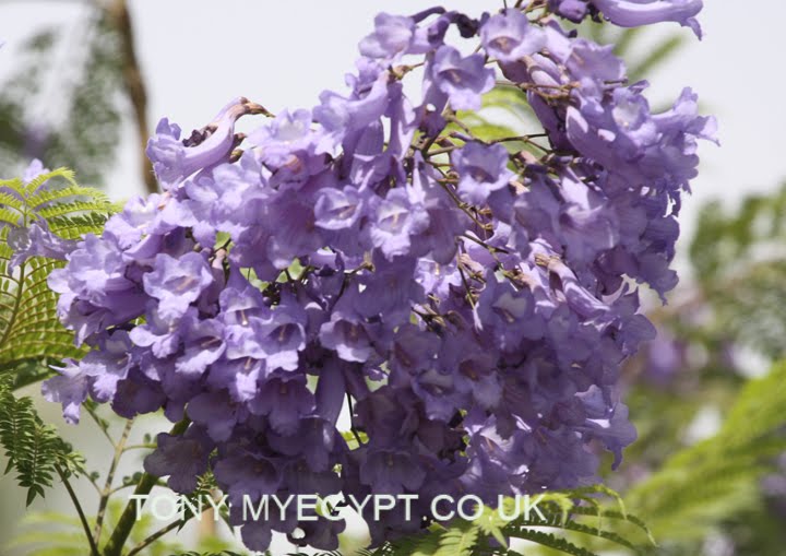 Plants in Egypt: plants of egypt