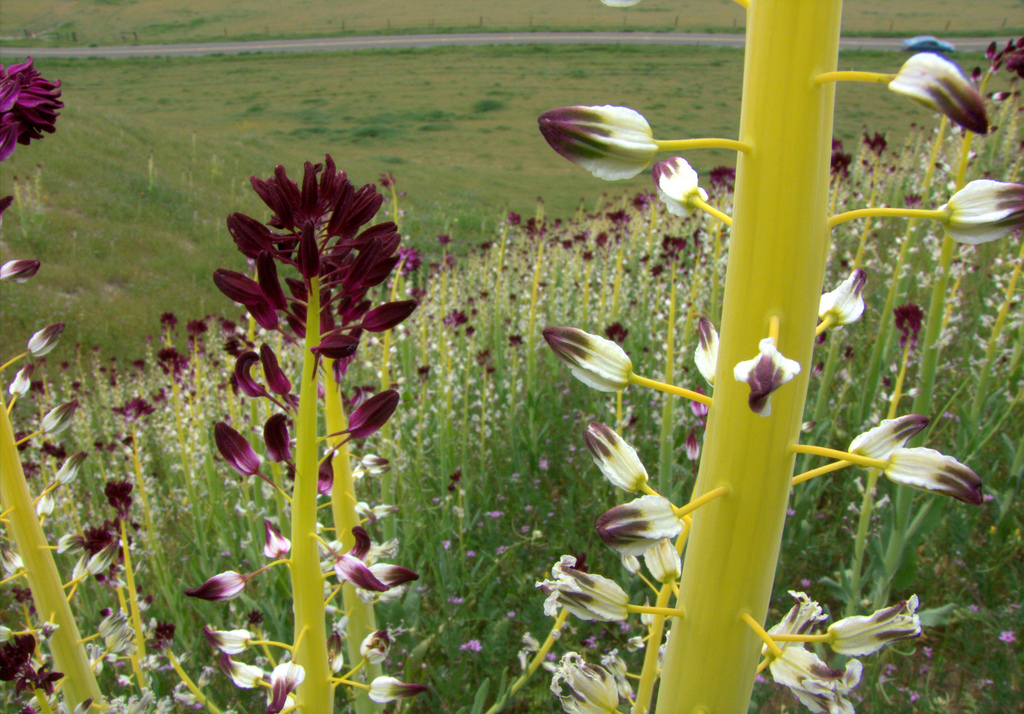 paradis express: Caulanthus Inflatus