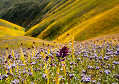 paradis express: Caulanthus Inflatus