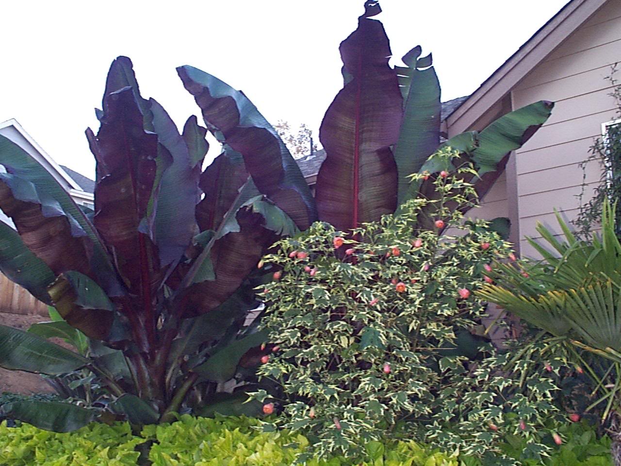 paradis express: Ensete ventricosum maurellii