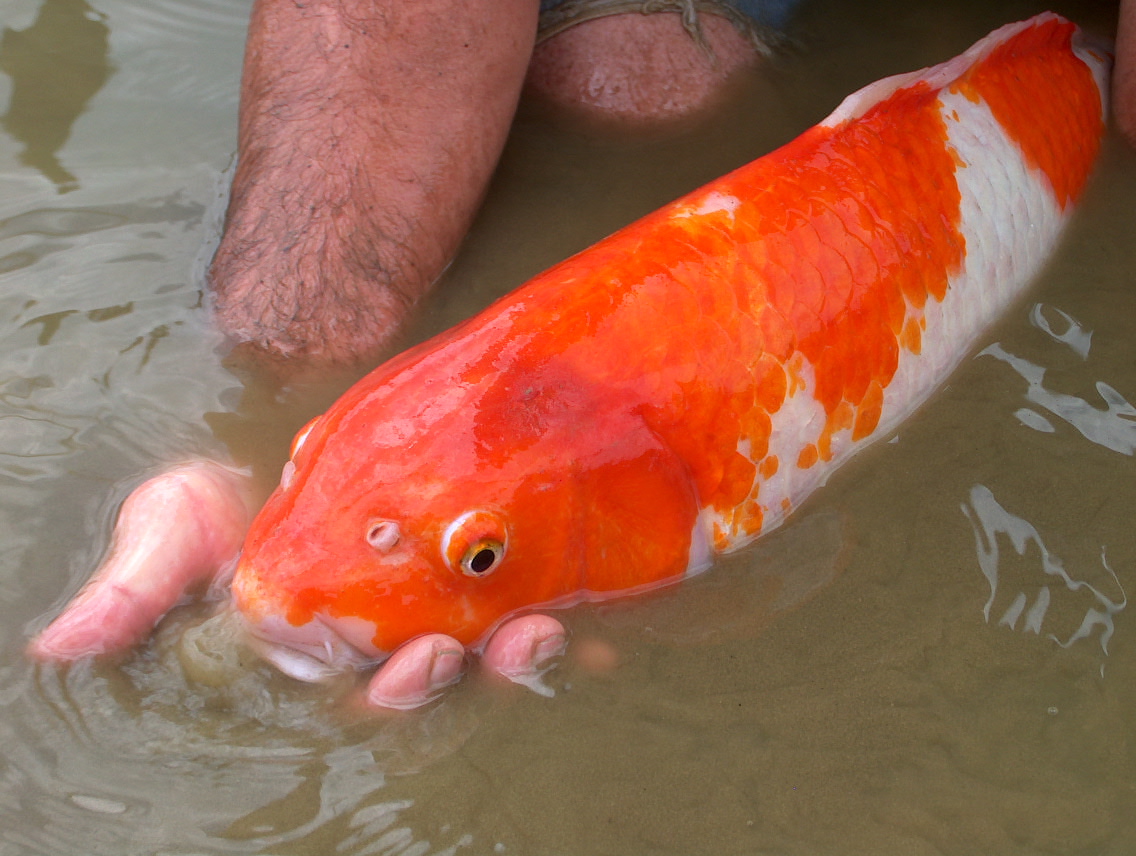 paradis express: Giant koi