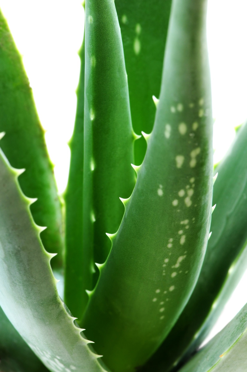 Reading Product Labels: What Skincare Ingredients Are Best for Your Type?