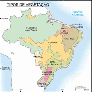 Professora Andreane: Tipos de vegetação no Brasil