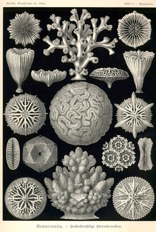 ax+apple: Ernst Haeckel