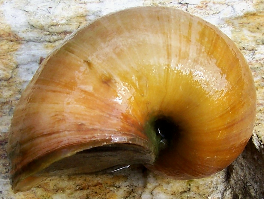 Panhead0422's Photographs: APPLE SNAIL PICTURES AND FACTS?