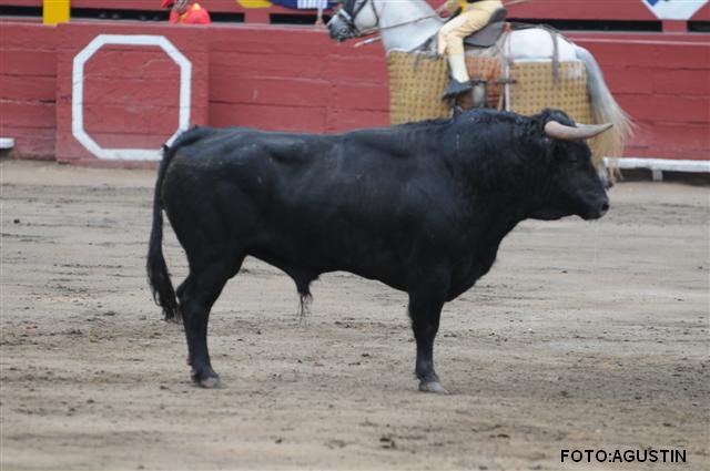 DETOROS Y MAS: Análisis Toro a Toro de la corrida de ayer (Acho)