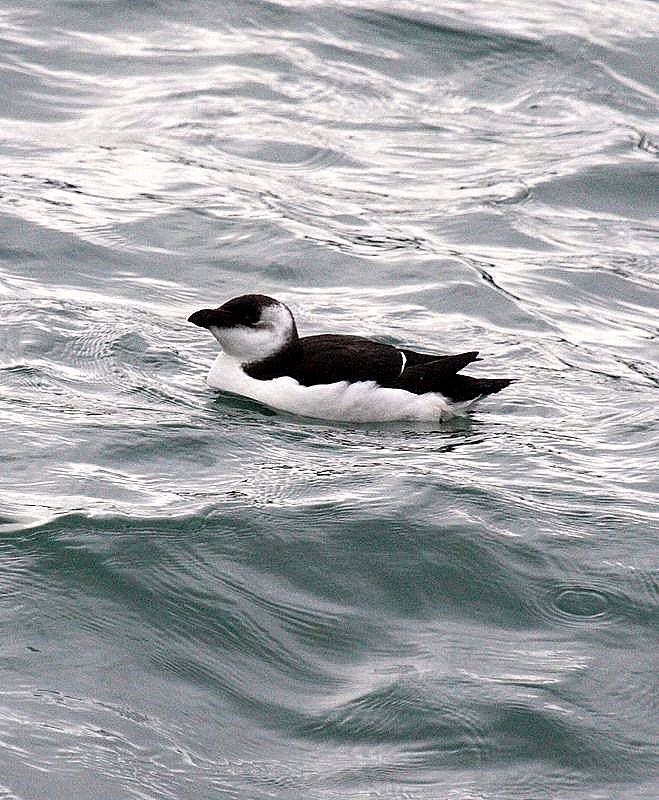 AVES DEL CIELO - BIRDS OF HEAVEN: ALCA COMÚN-ALCA TORDA-RAZORBILL