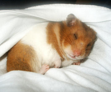 Hamster Mania!!!: Os Hamsters mais bonitos da Internet