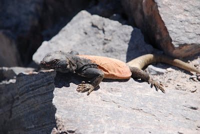 Discover Arizona: Arizona Reptiles