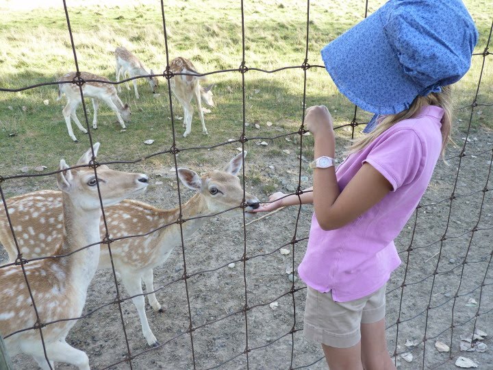 Life Goes On ...: Greenview Aviaries Park and Zoo