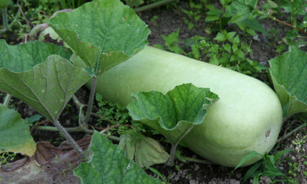 Labu Air (Lagenaria siceraria)