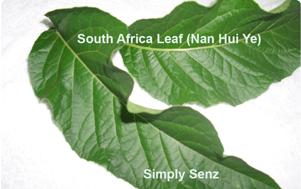 หนานเฉาเหว่ย-nanfuichao: South Africa Leaf - Nan Hui Ye