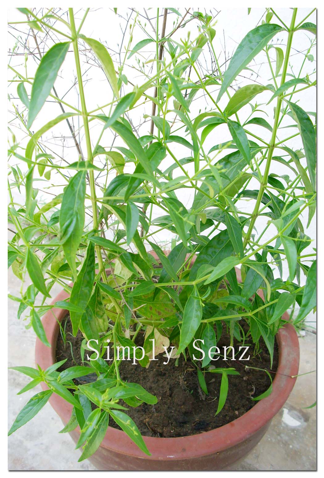 Simply Senz: Herbal Chuan Xin Lian Mung Bean Barley Therapeutic Mask