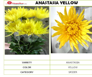 VEGAFLOR: DISBUD'S VARIETIES VEGAFLOR