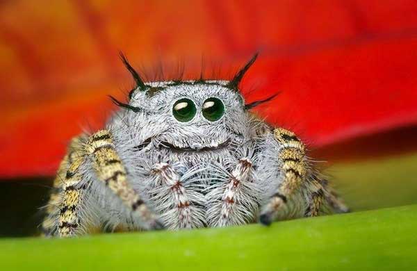 Little Bit of Everything: Close Up Cute Pictures of Jumping Spiders
