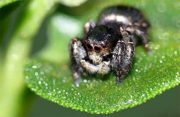 Little Bit of Everything: Close Up Cute Pictures of Jumping Spiders