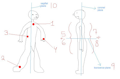 Deylah's Muffiny Anatomy Blog: Action Figure Labeling Activity