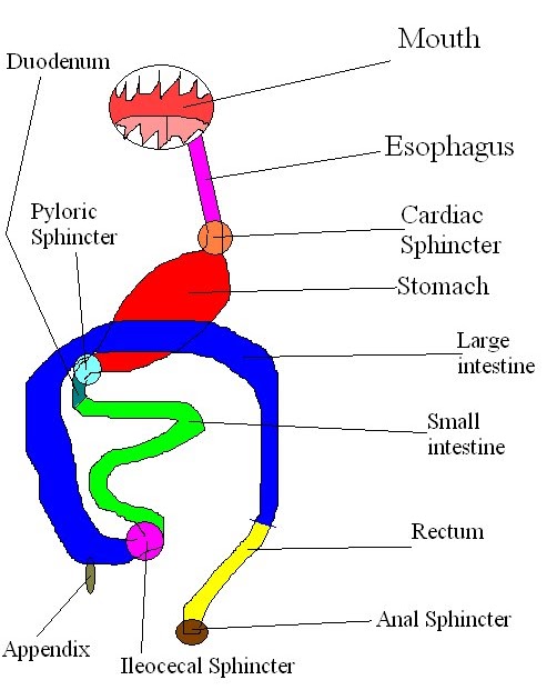 Digestive Tract Model Labeled