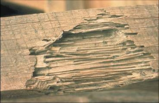 Preservação de Madeiras: MADEIRAS ATACADAS POR AGENTES DETERIORADORES