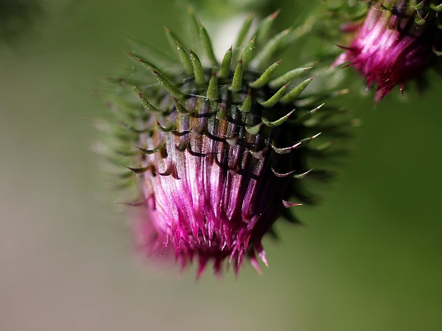 Kerstins Foto: Tistel