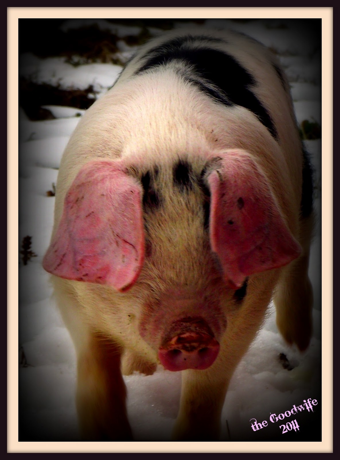 Life With the Goodwife: Adventures in Pig Ranching.......Goodwife Style