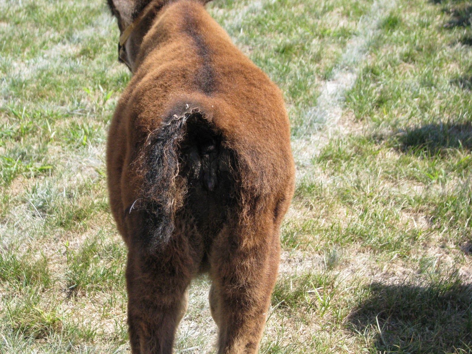 Kisatrtle's Kreative Korner: The Bashful Bowels of a Baby Buffalo named ...