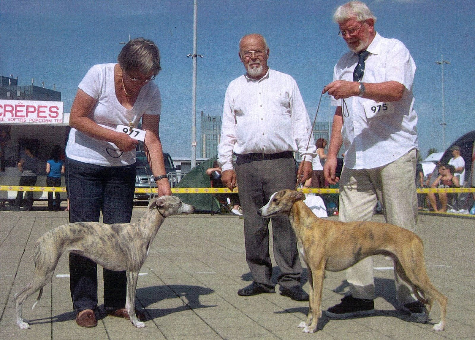 Whippets High on Emotion: Jolly Joan HoE und Frontrunner's Rue Royale Whippets High on Emotion: Jolly Joan HoE und Frontrunner's Rue Royale
