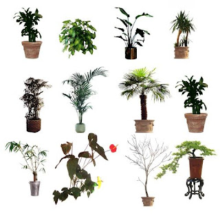 Free for Photoshop: Plants with pots psd
