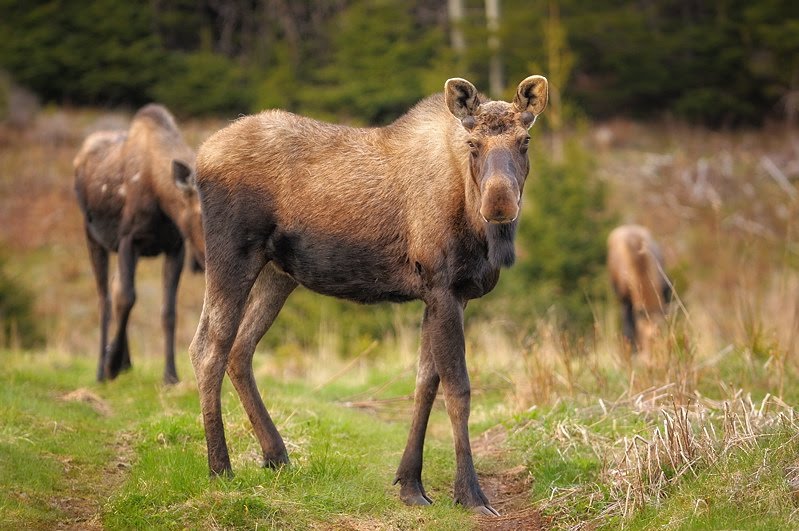 Gros Morne Moose