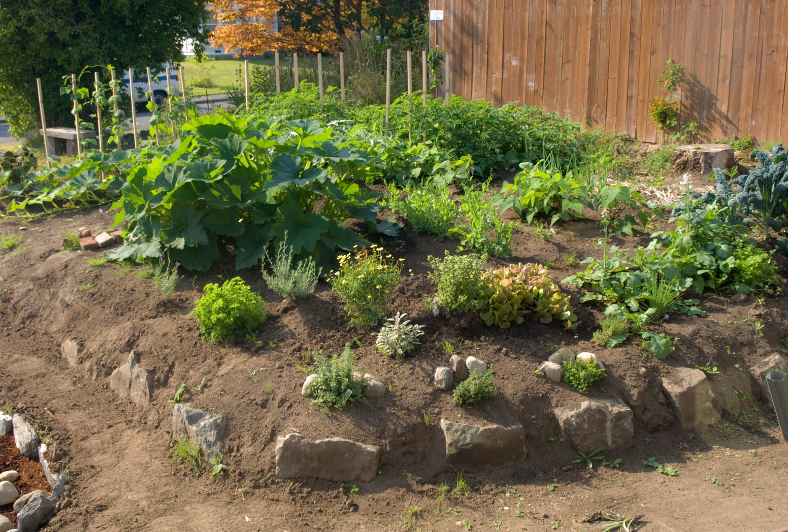Bellingham Green Design: Rain Garden & native plants