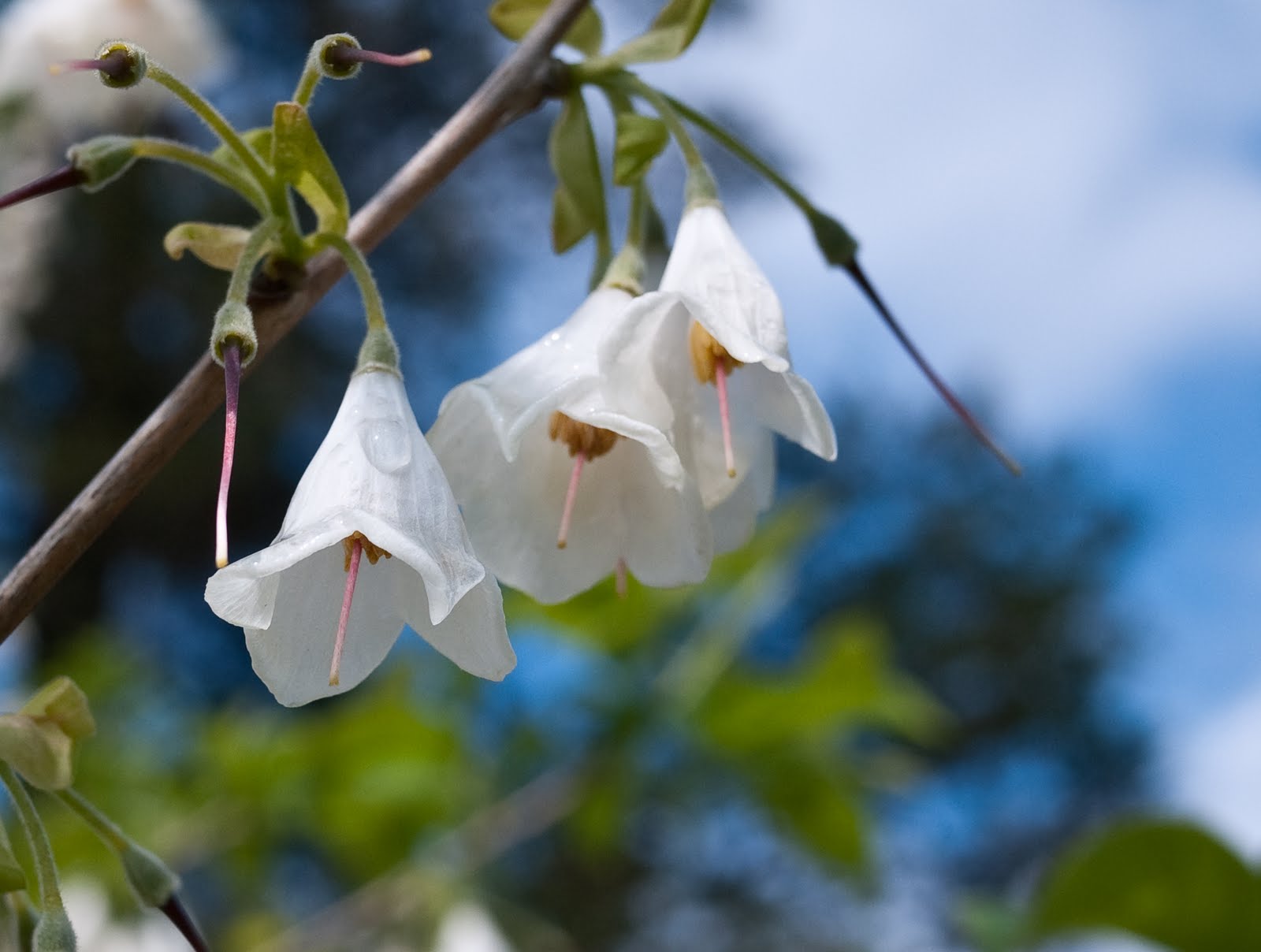 Green-Wood Cemetery Trees: Carolina Silverbell