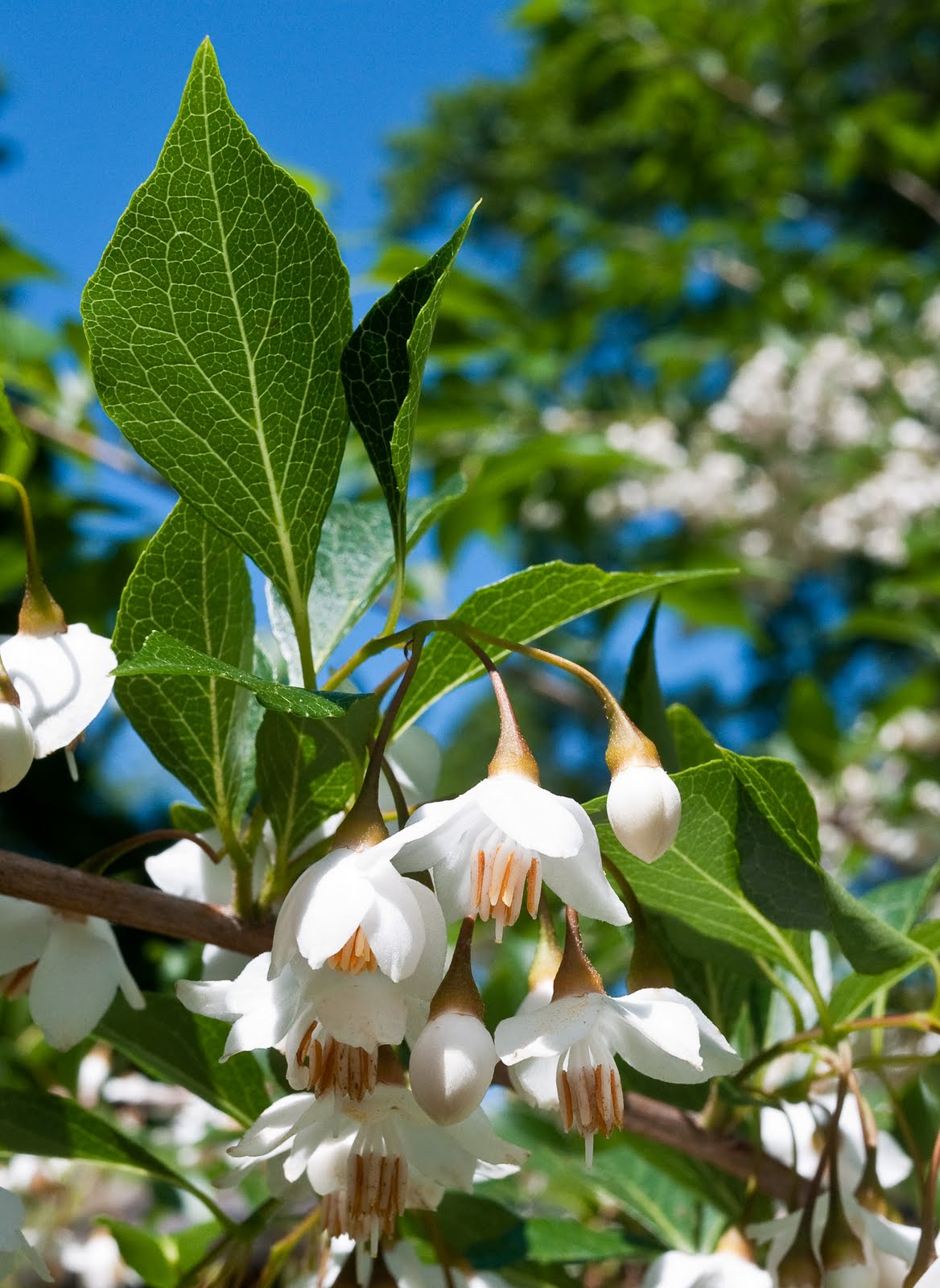 Green-Wood Cemetery Trees: Japanese Snowbell