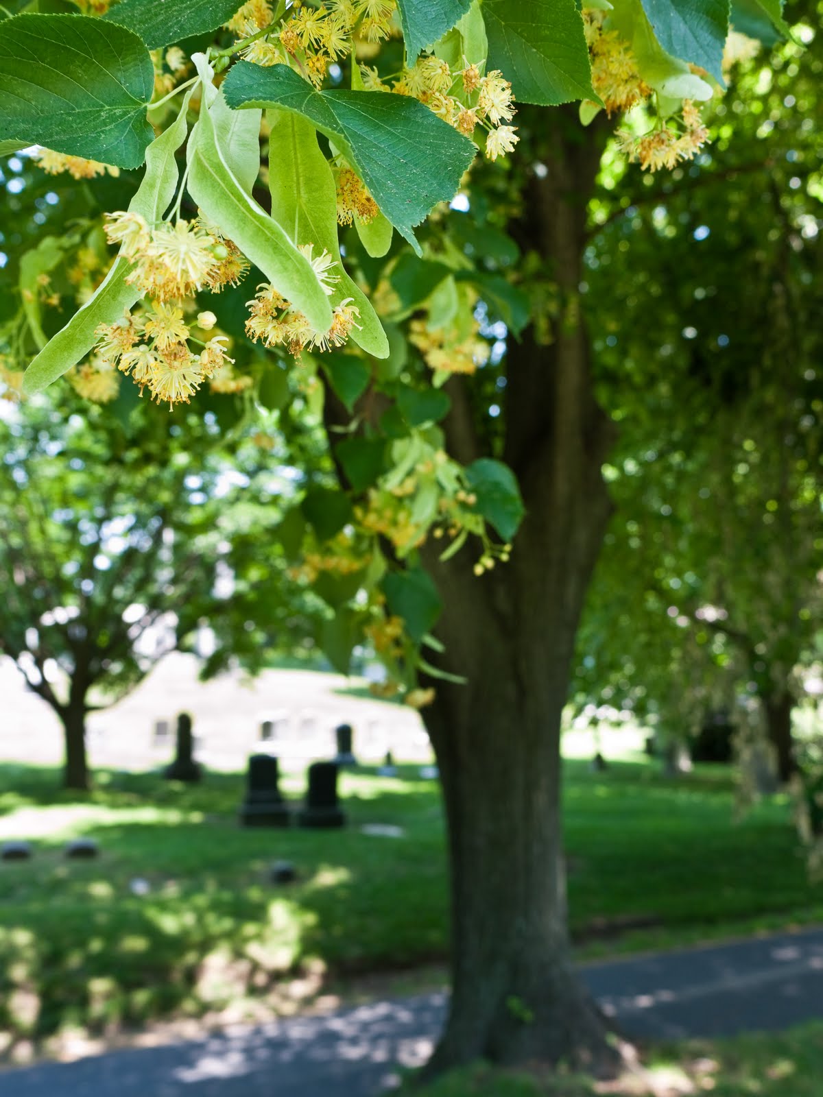 Green-Wood Cemetery Trees: Linden