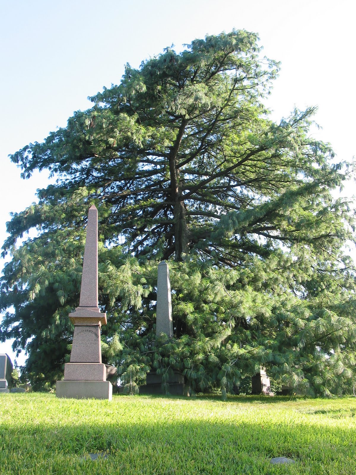 Green-Wood Cemetery Trees: Himalayan Pine