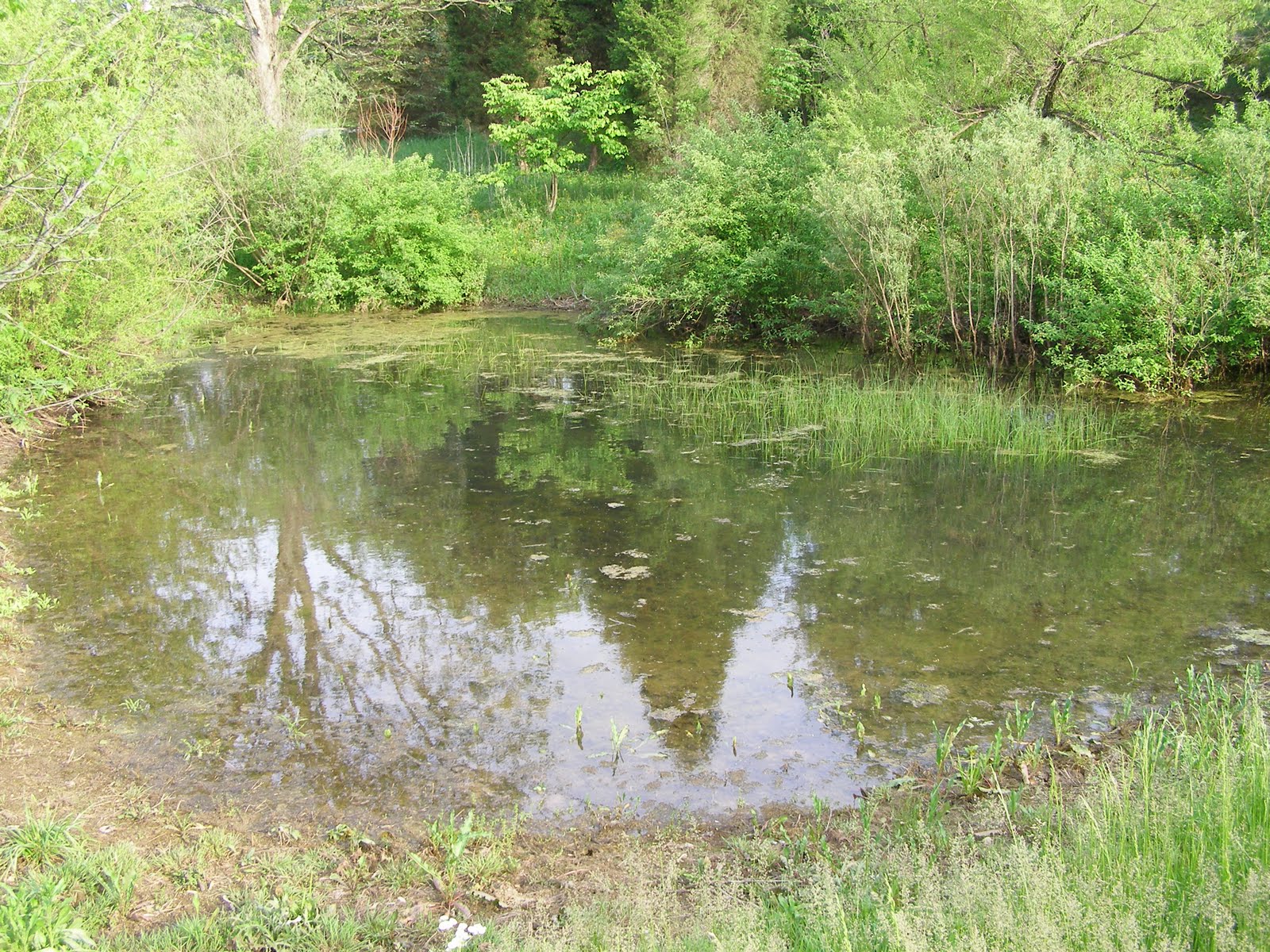 Blue Jay Barrens: Mid-Spring Pond