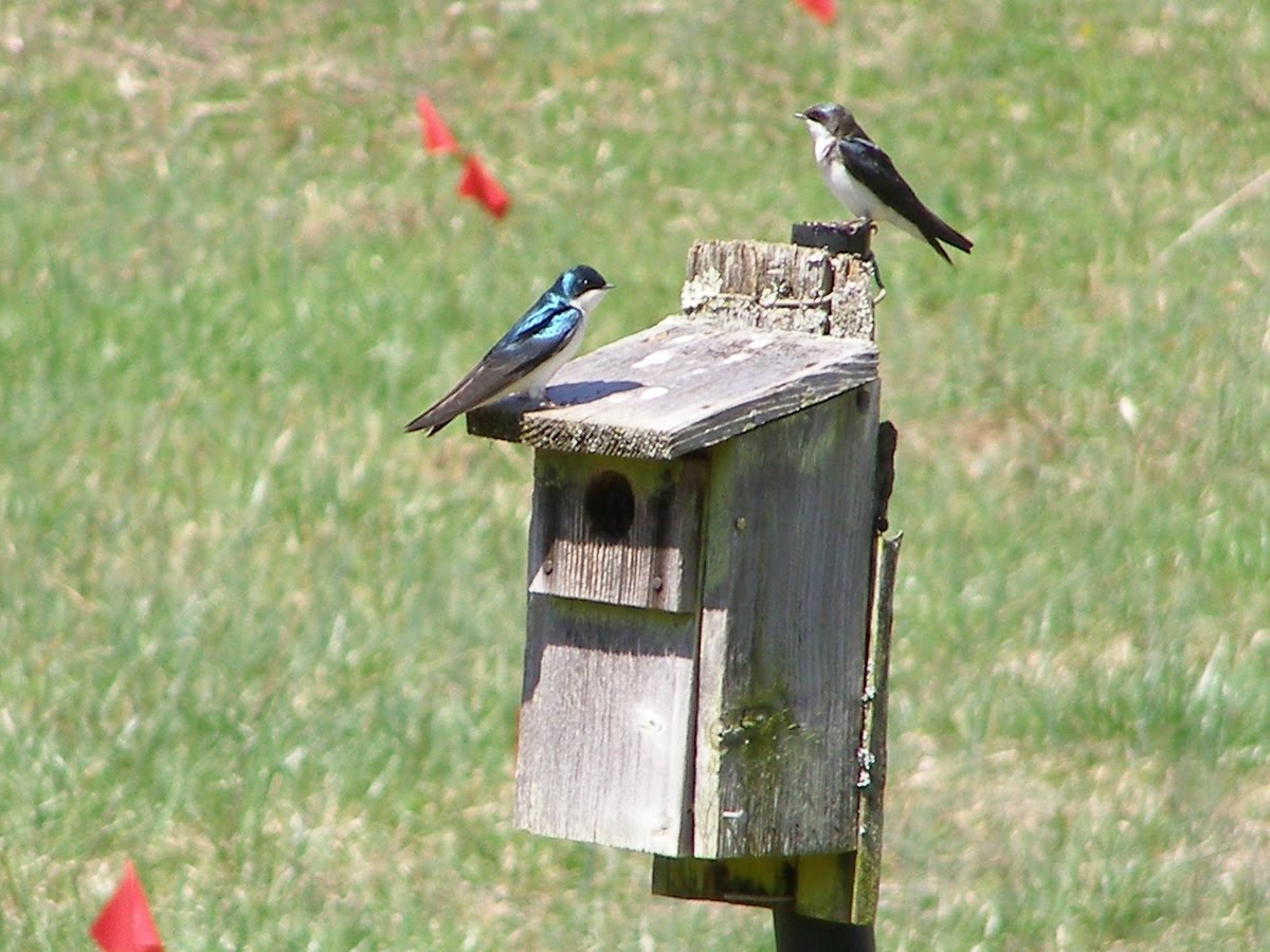Blue Jay Barrens: Tree Swallows Claim Nest Box