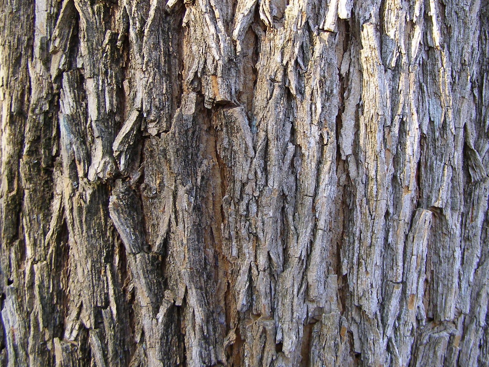 Blue Jay Barrens: Osage-orange