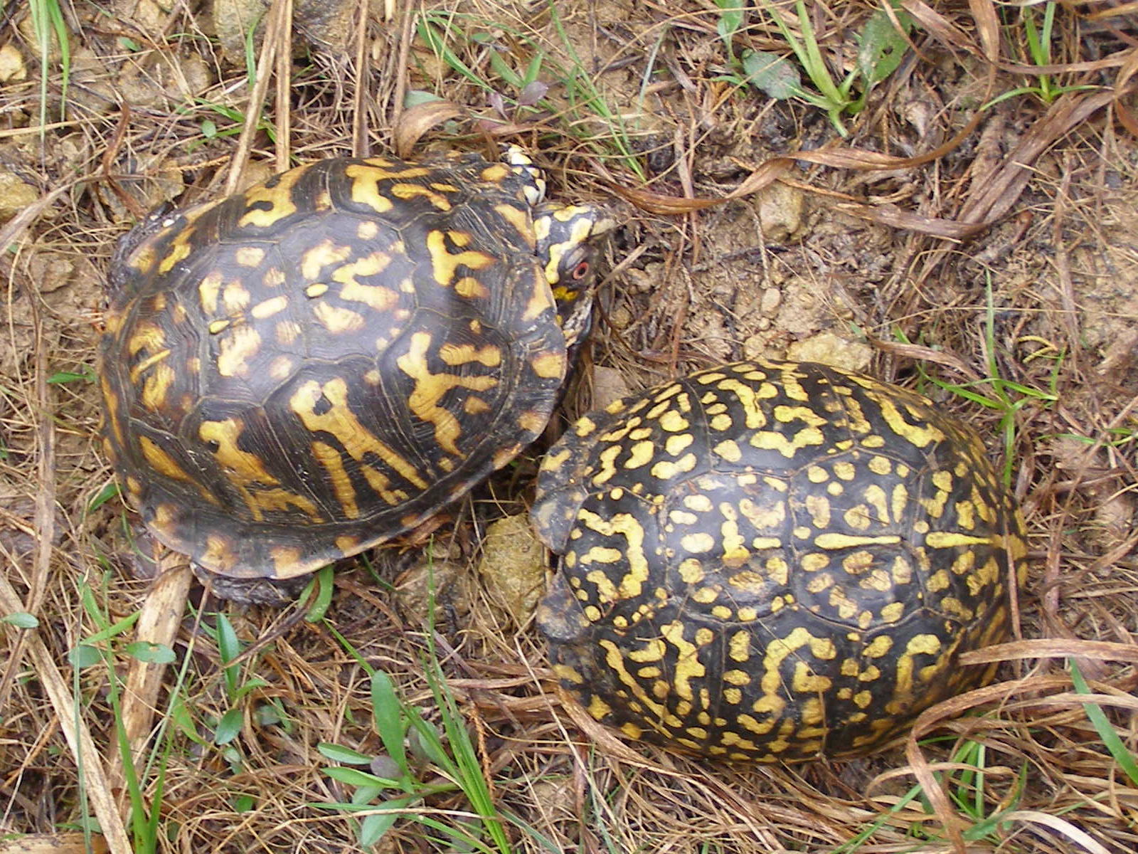 Blue Jay Barrens: Eastern Box Turtles