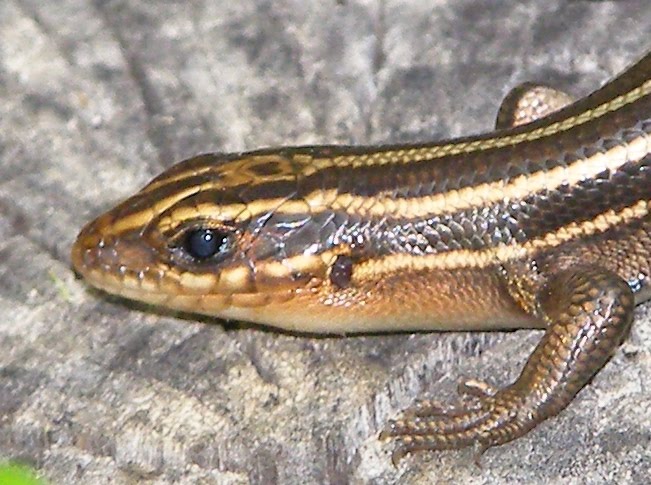 Blue Jay Barrens: Five-Lined Skink